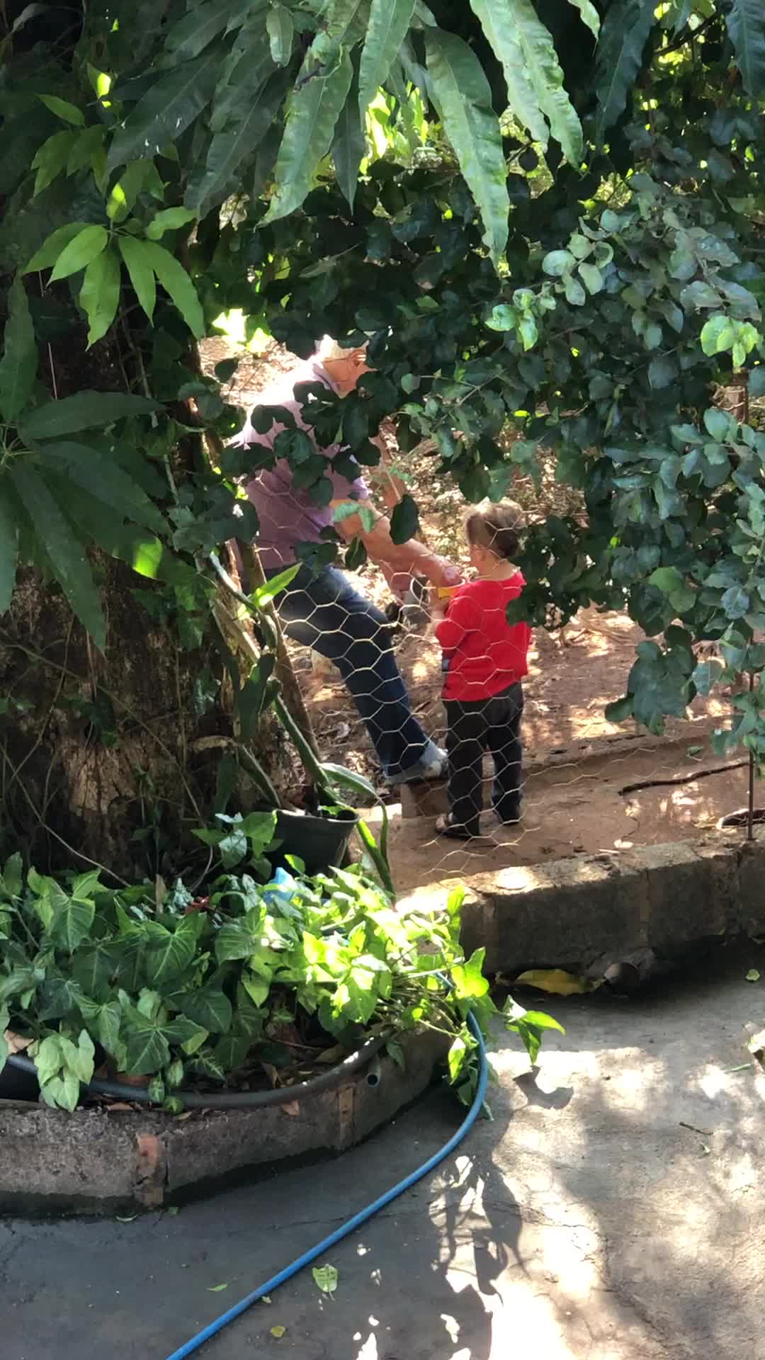 Bubu com o vovô - COS.TV