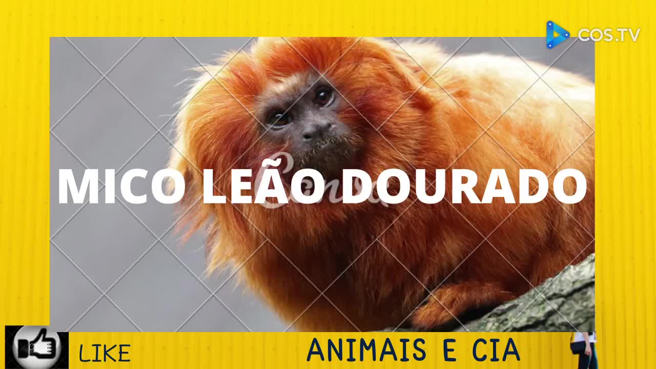 MICO GOLDEN LION OF THE ZOOLOGIC.mp4 - COS.TV