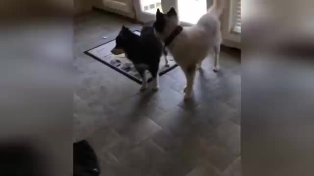 😺🐶 Funny animals - Funny cats _ dogs - Funny animal videos #134 - COS.TV