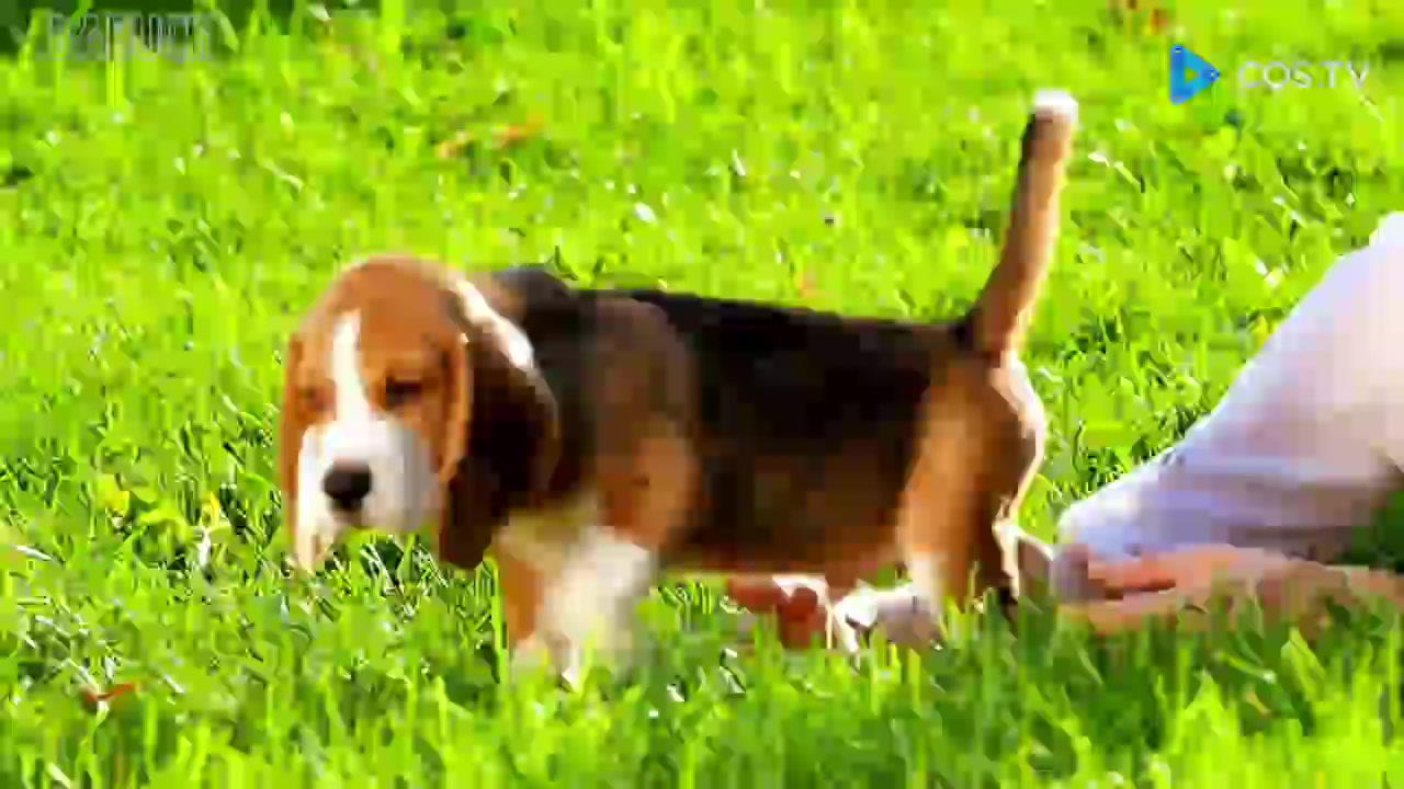 I LOVE DOGS💕💕💕 - COS.TV