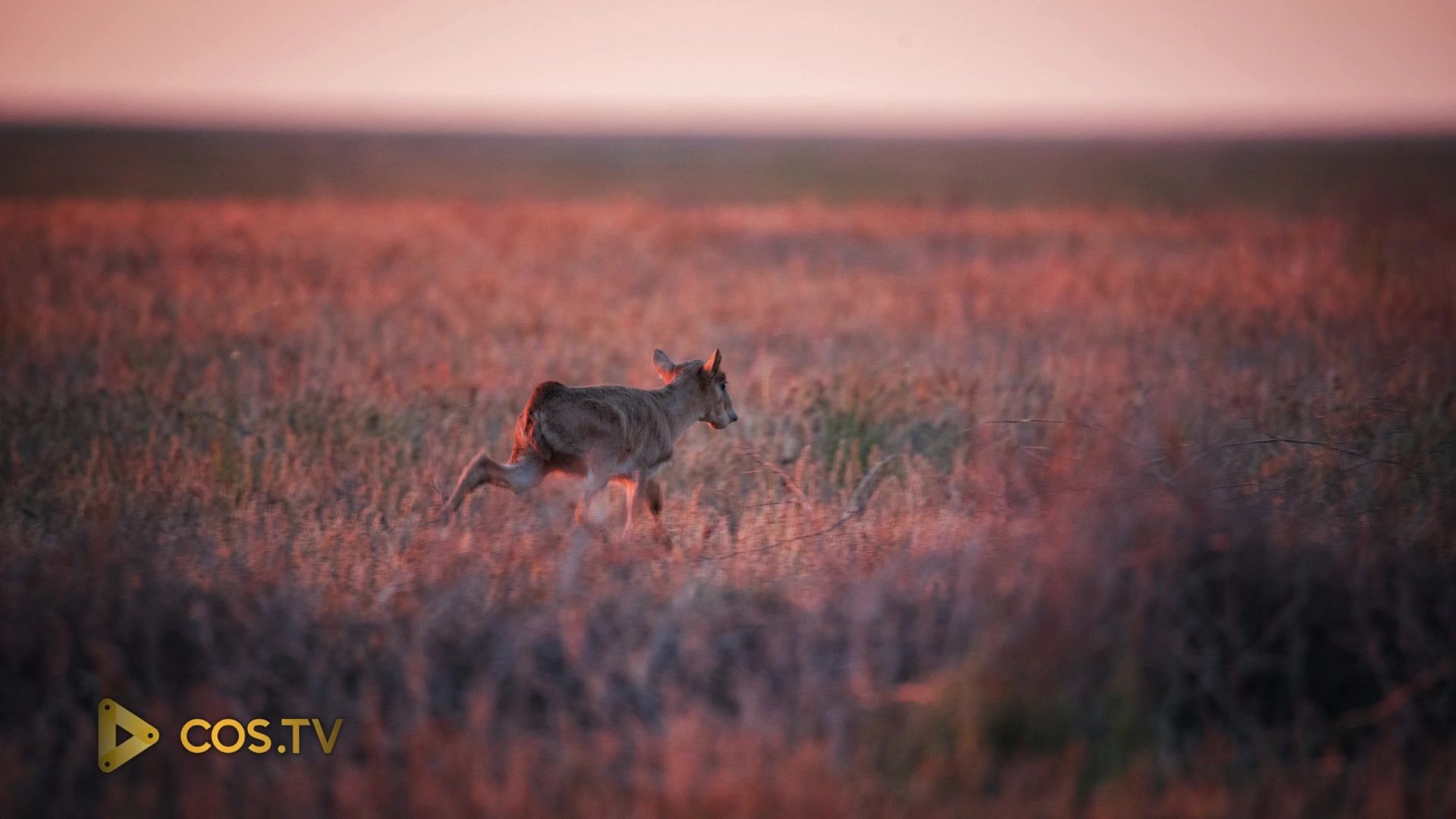 77.mp4 - COS.TV