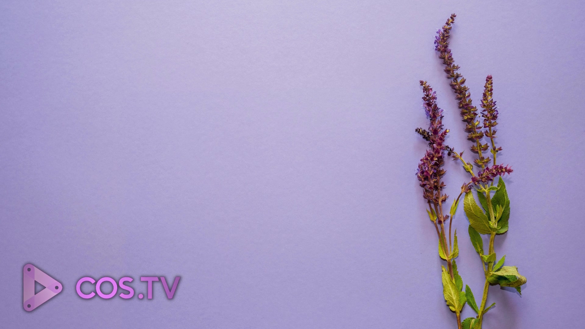 85.mp4 - COS.TV
