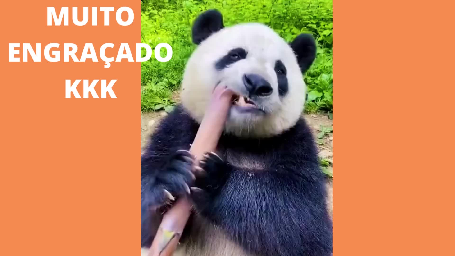 MUITO ENGRAÇADO KKK - COS.TV