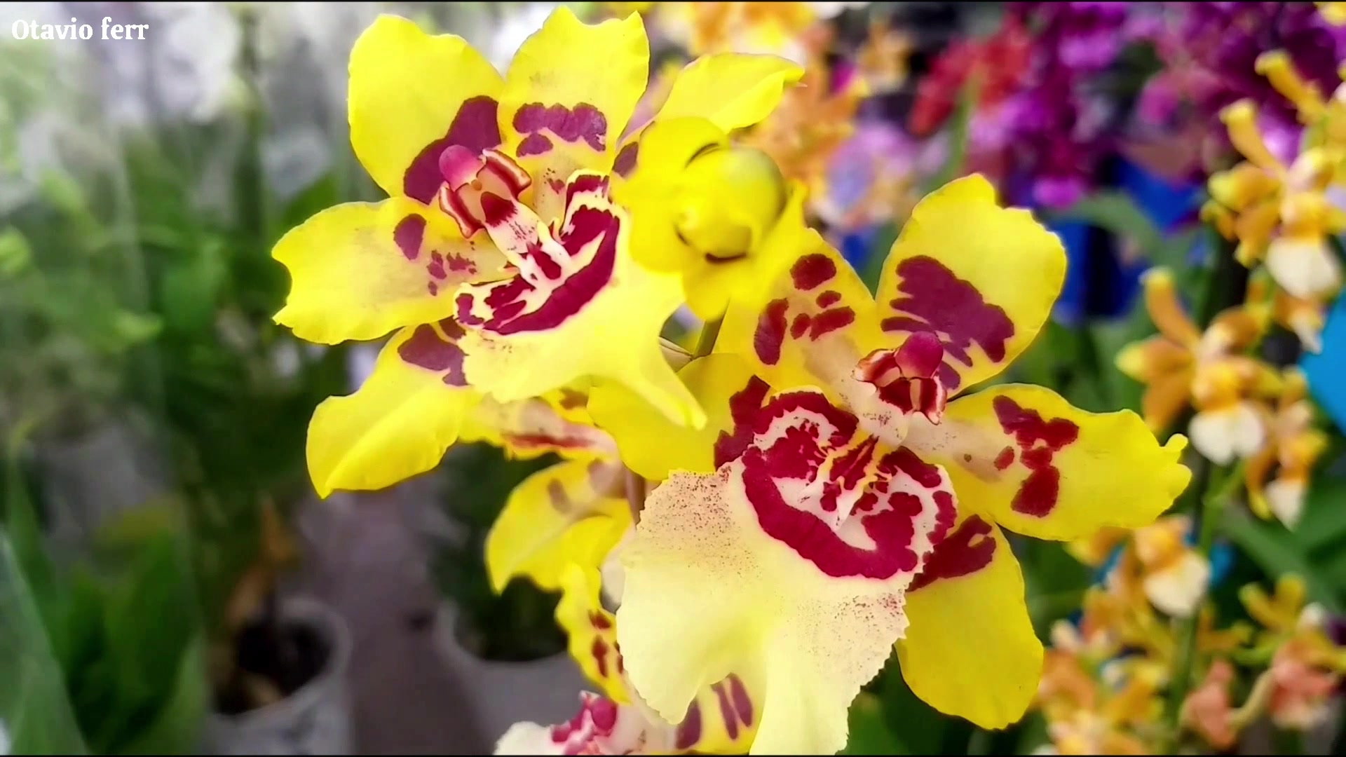 Orquídea Oncidium - Vídeo/art. - COS.TV