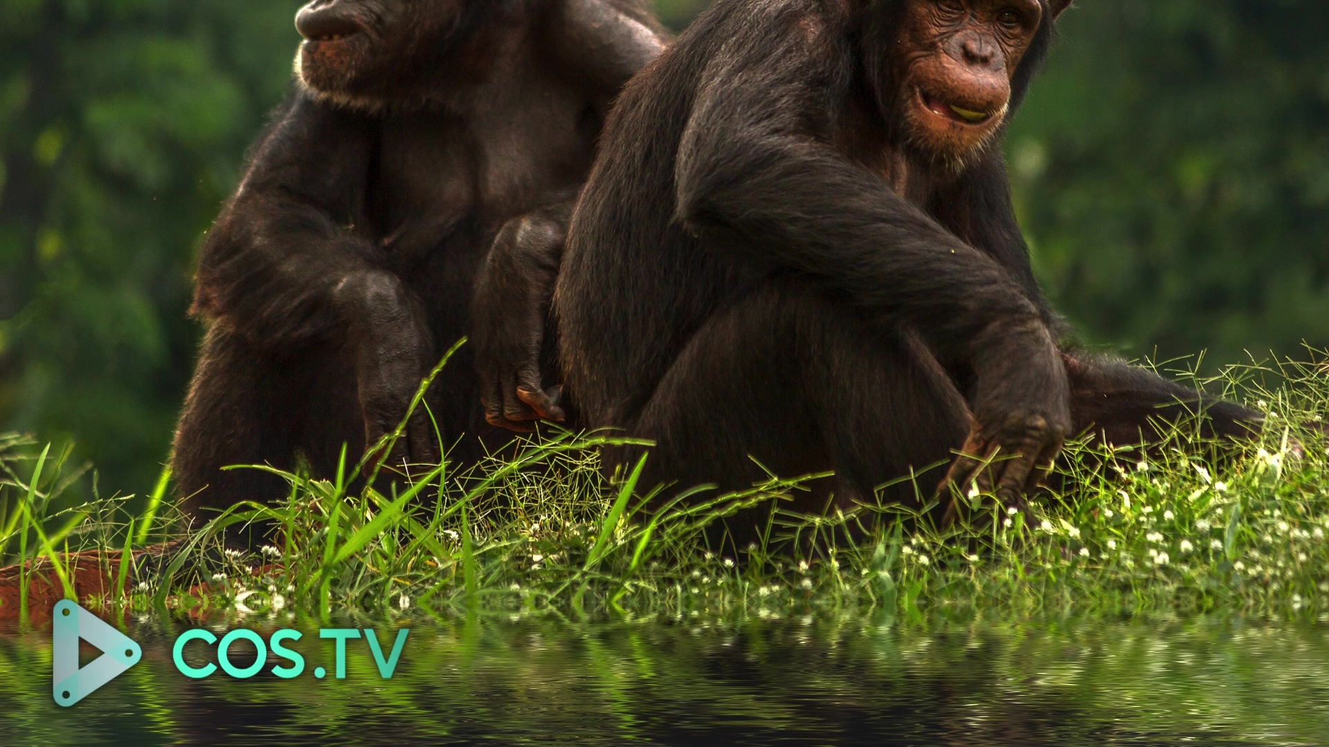 161.mp4 - COS.TV