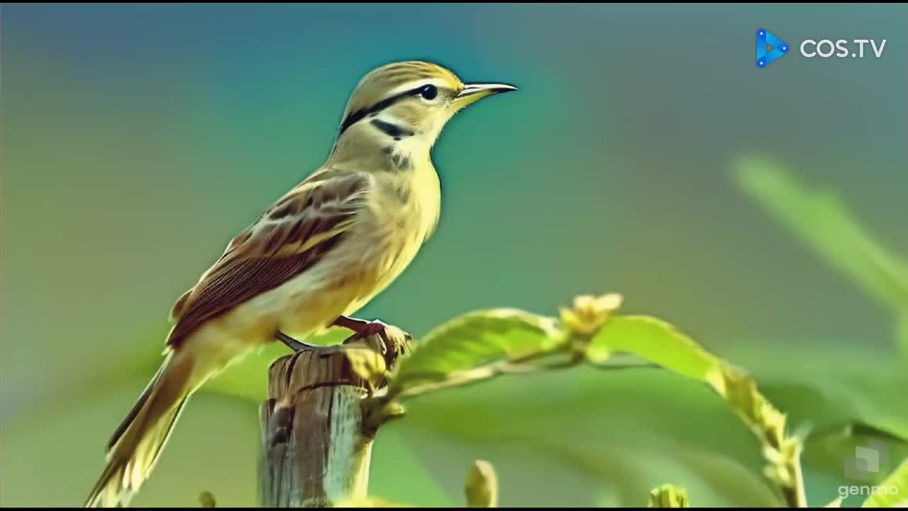 Canto do pássaro Cochicho - COS.TV