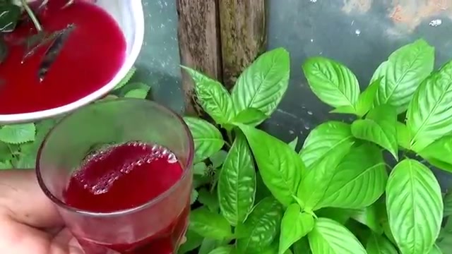 O Incrível Chá da Planta Sara-tudo ou Cura-tudo - COS.TV