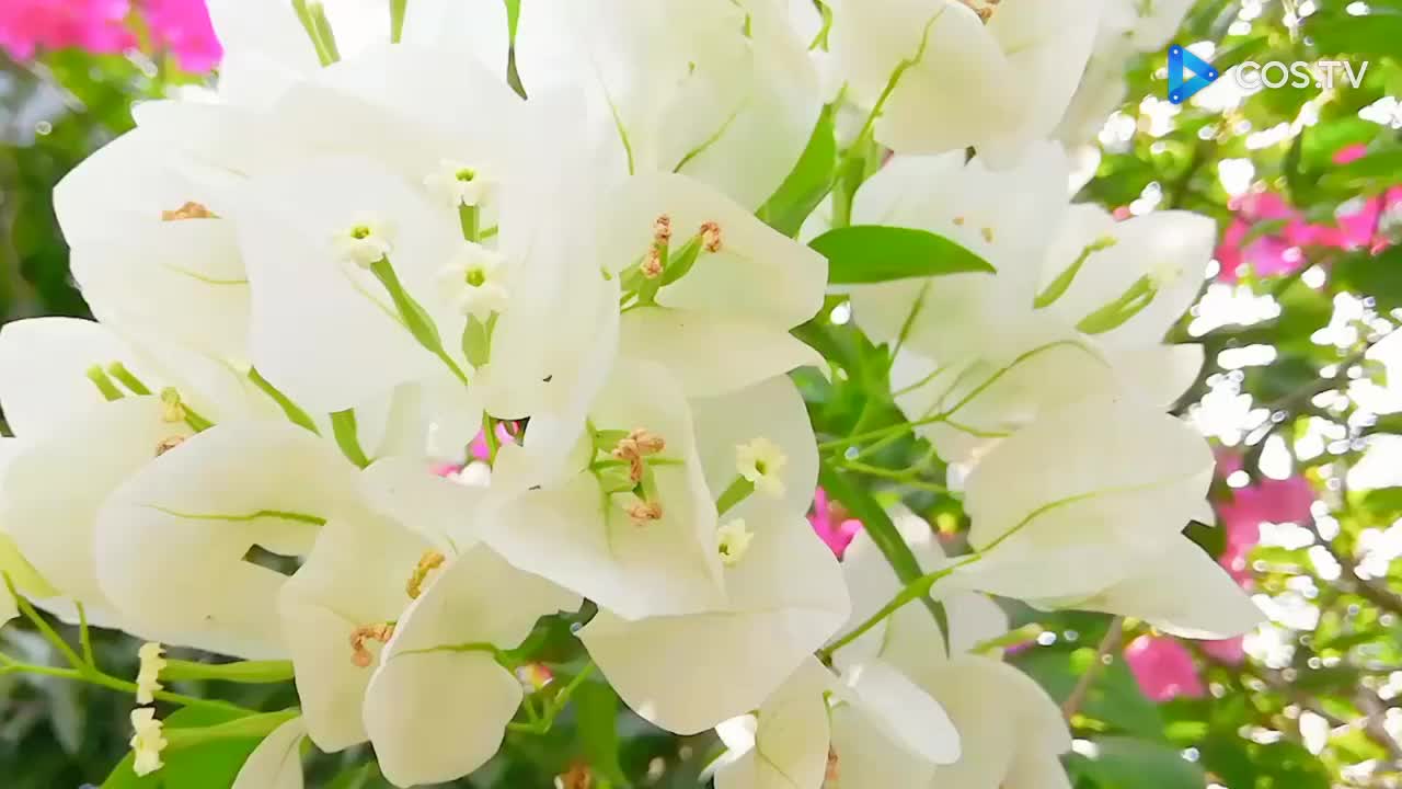 Paisagem 835 - COS.TV
