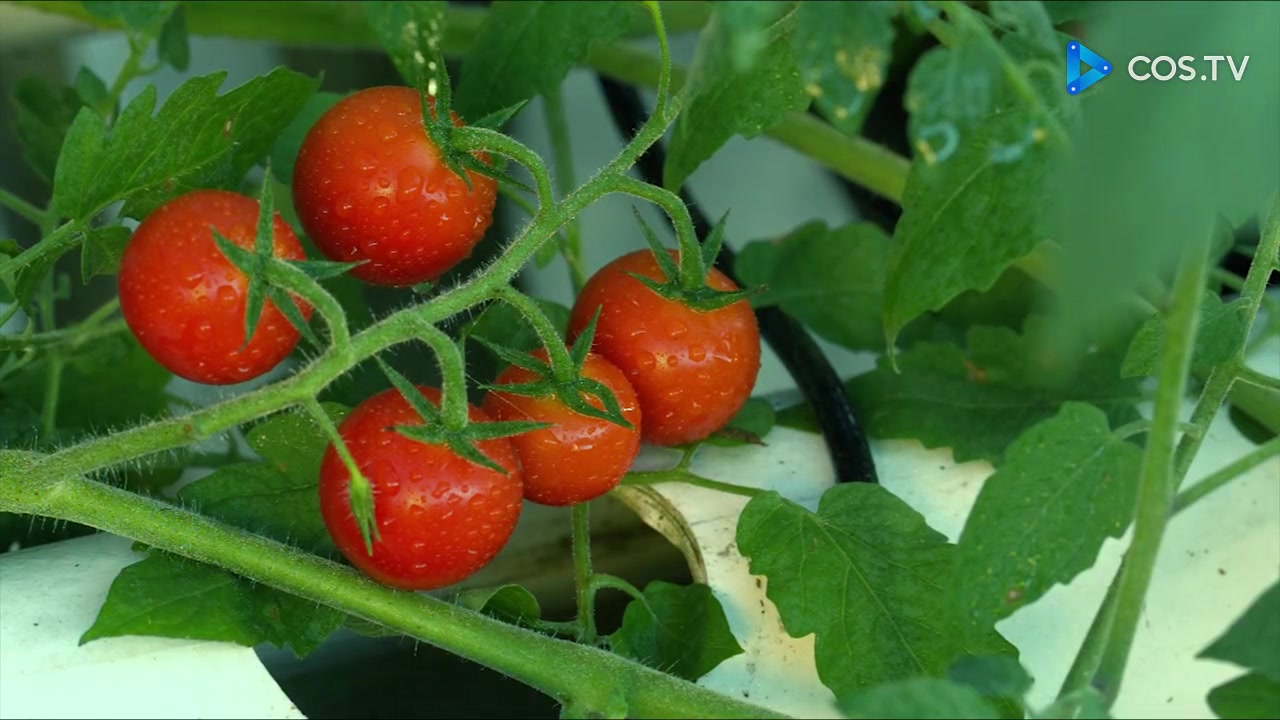 Paisagem 536 - COS.TV