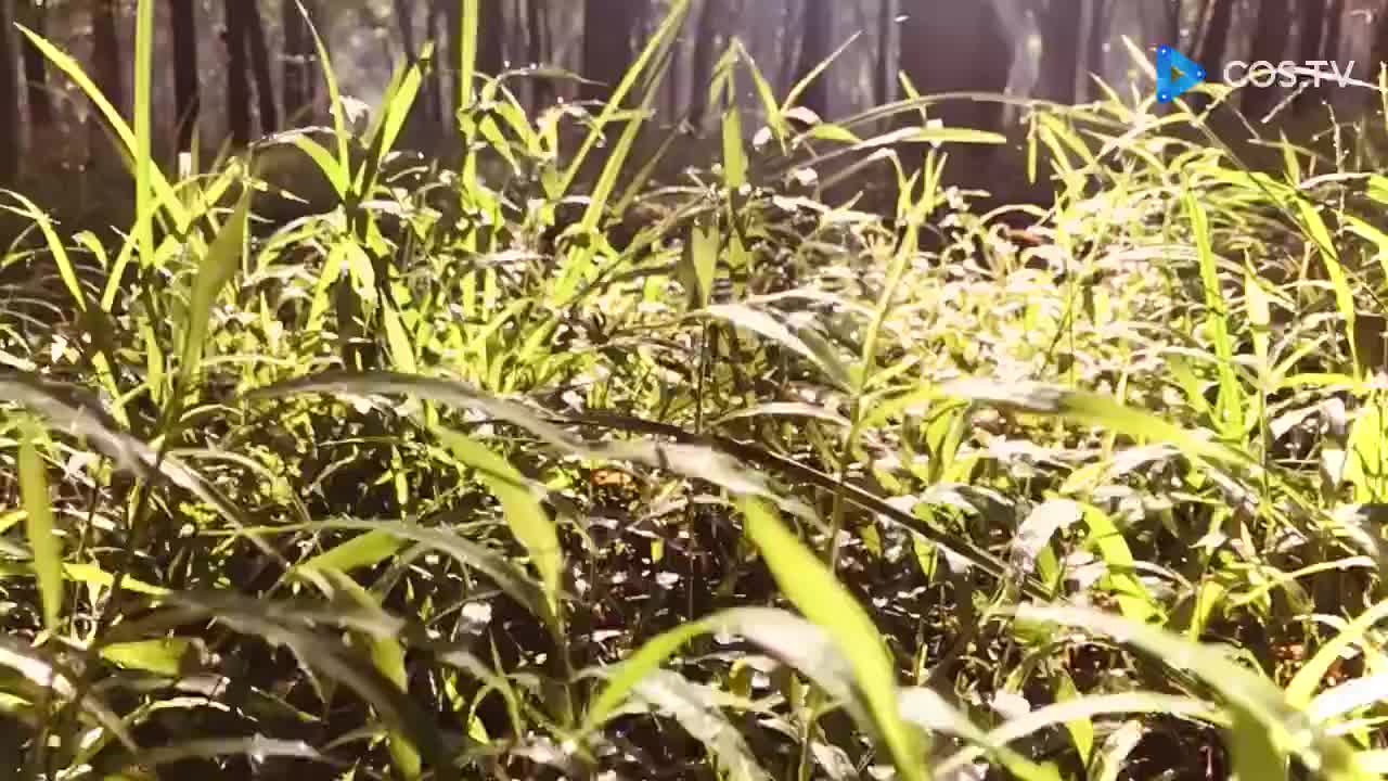 Paisagem 720 - COS.TV