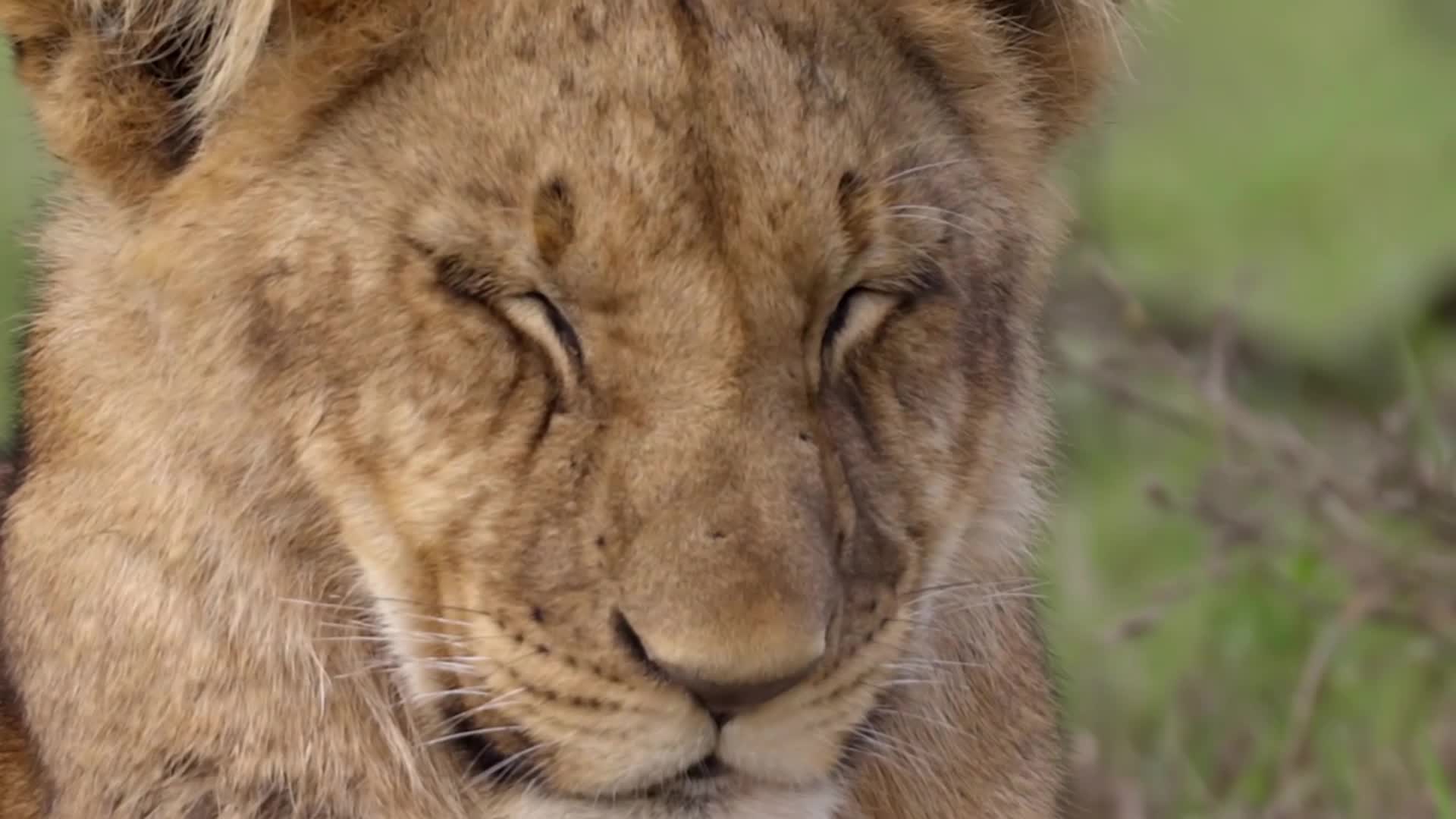 Lion Lions 506 - COS.TV