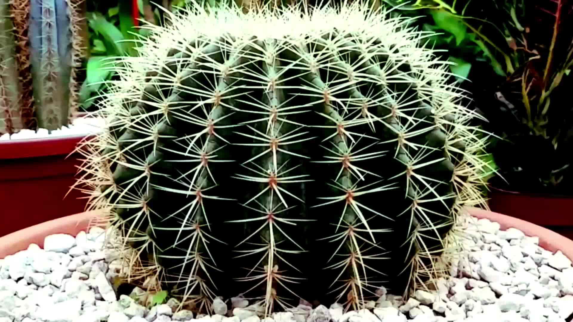 Cacto Bola Vídeo/art. - COS.TV