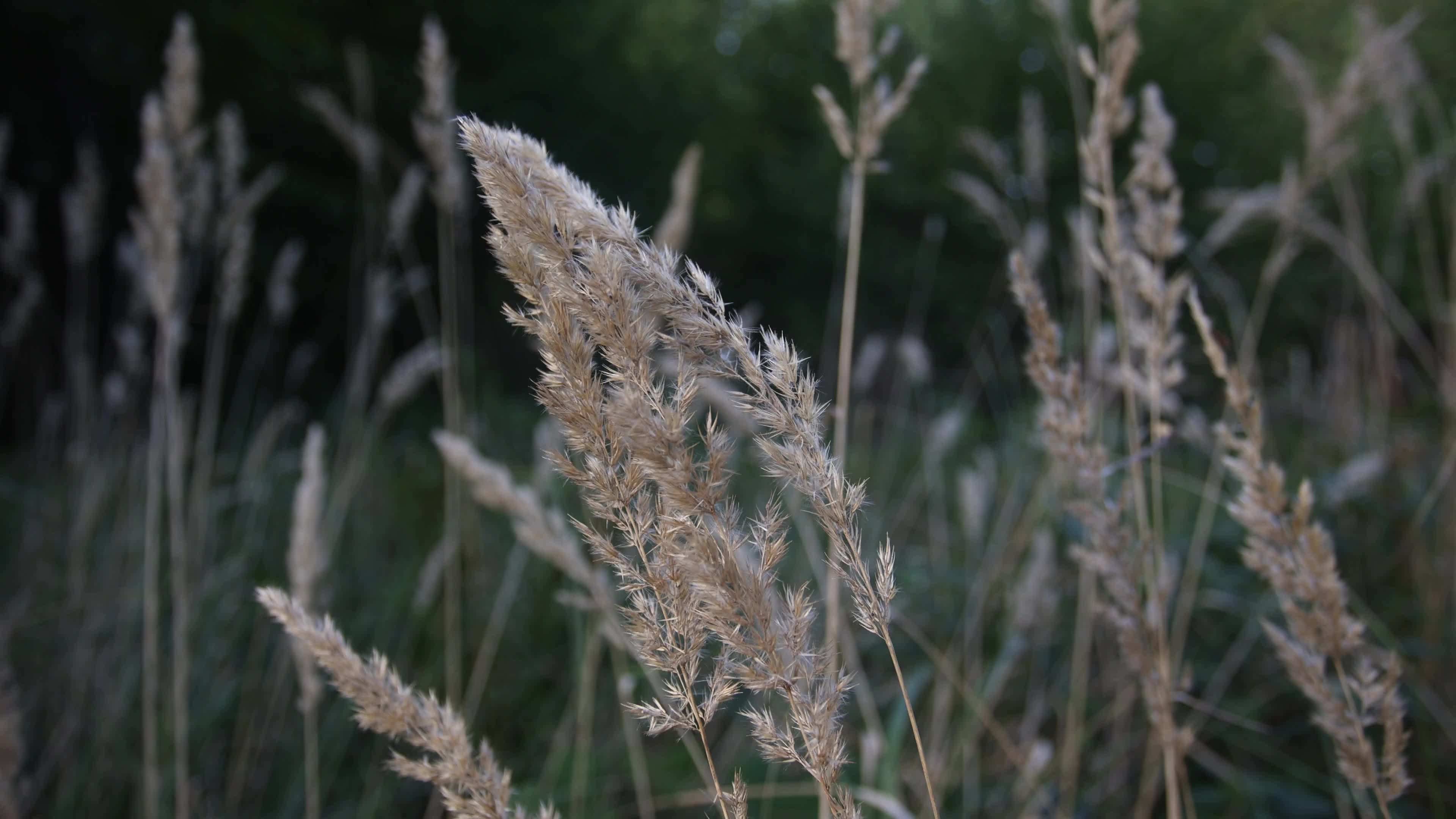 Aliaksei Semirski 17 - COS.TV