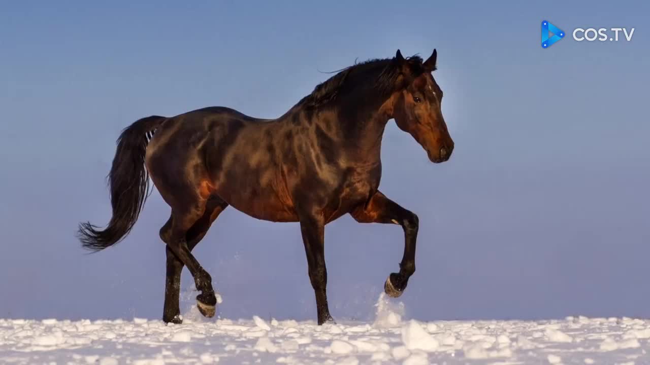 Paisagem 834 - COS.TV