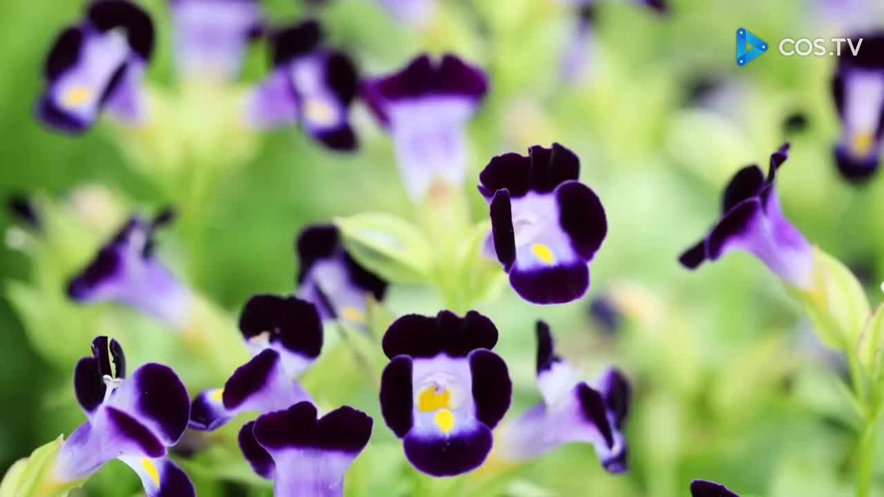 Paisagem 836 - COS.TV